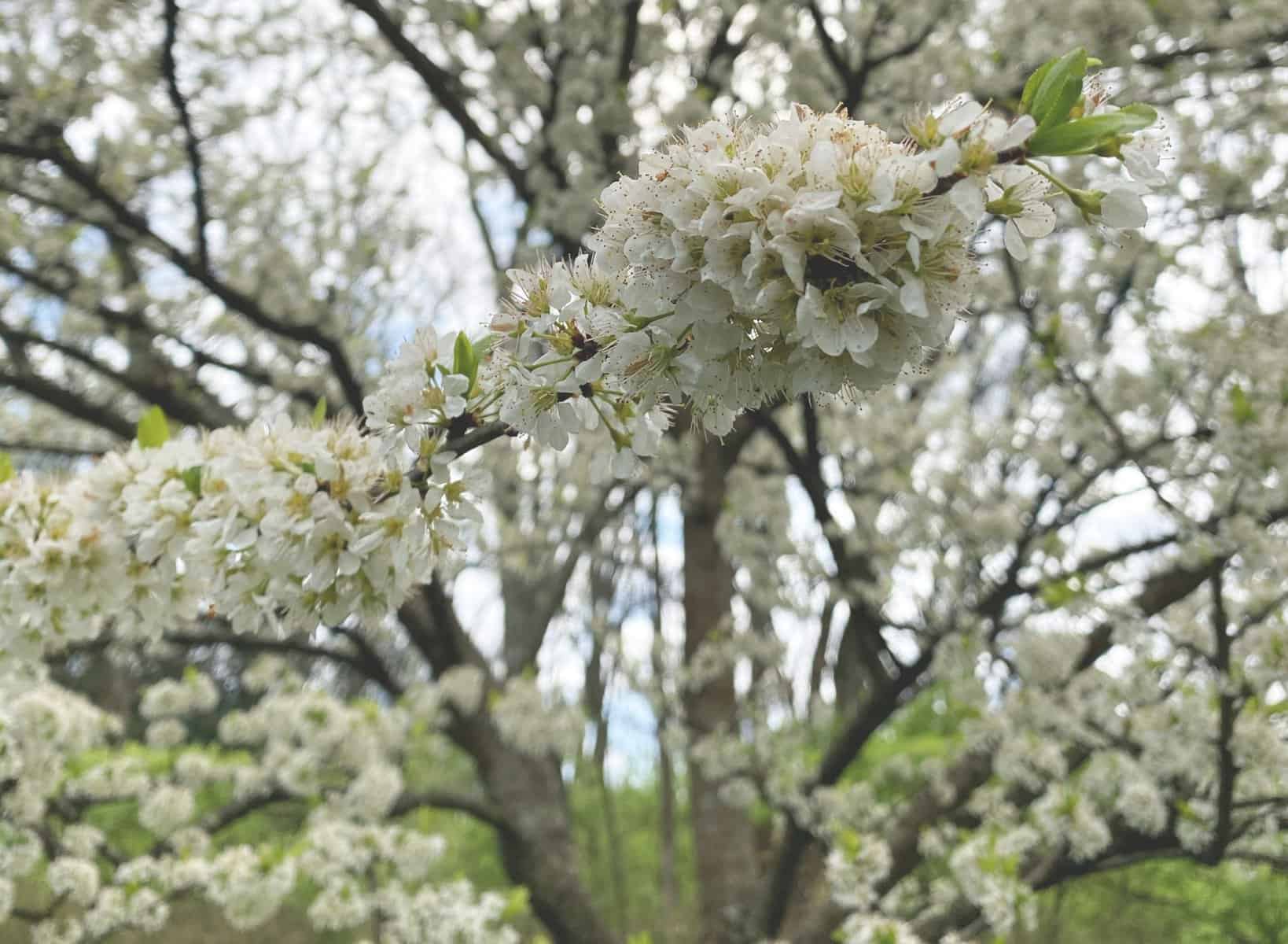 Tennessee Trees Flowering This Spring - Turf Managers