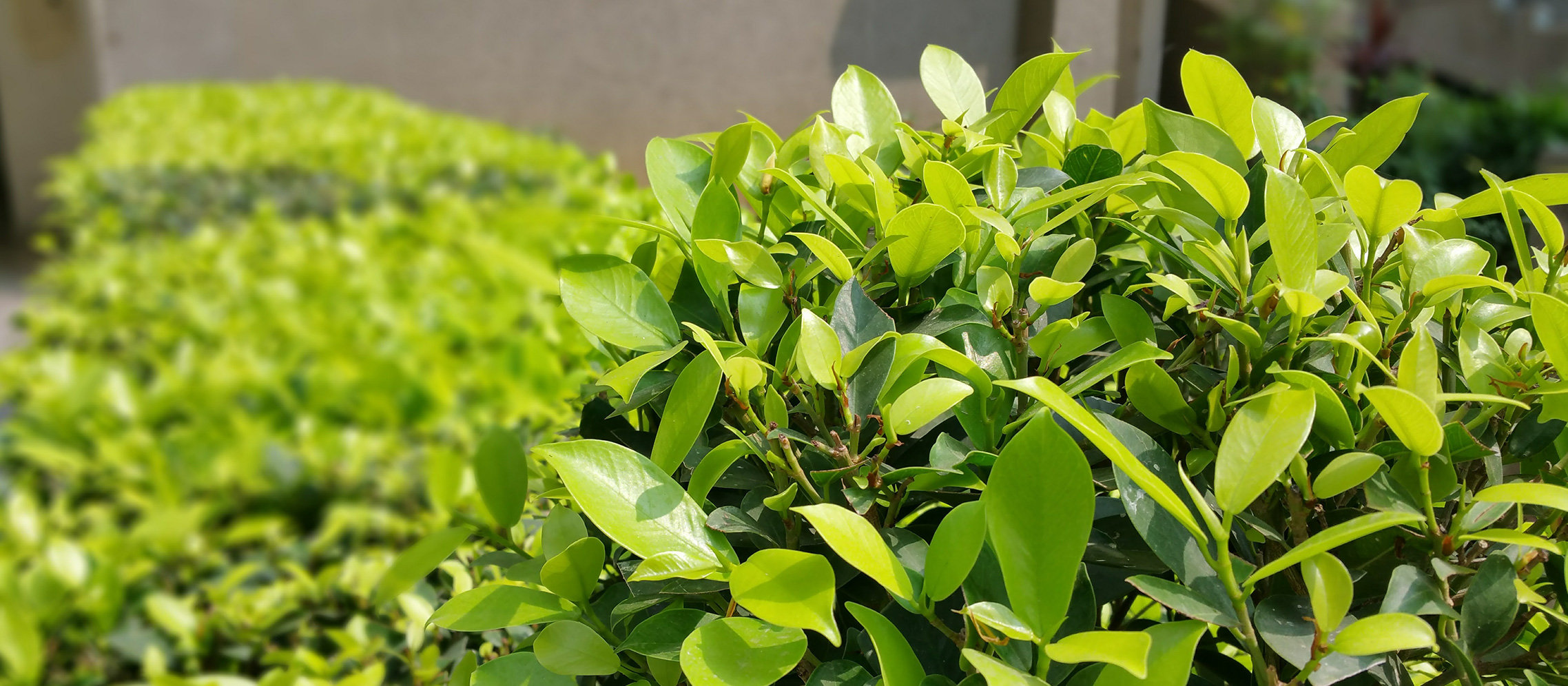 Tree and Shrub Program | Turf Manager