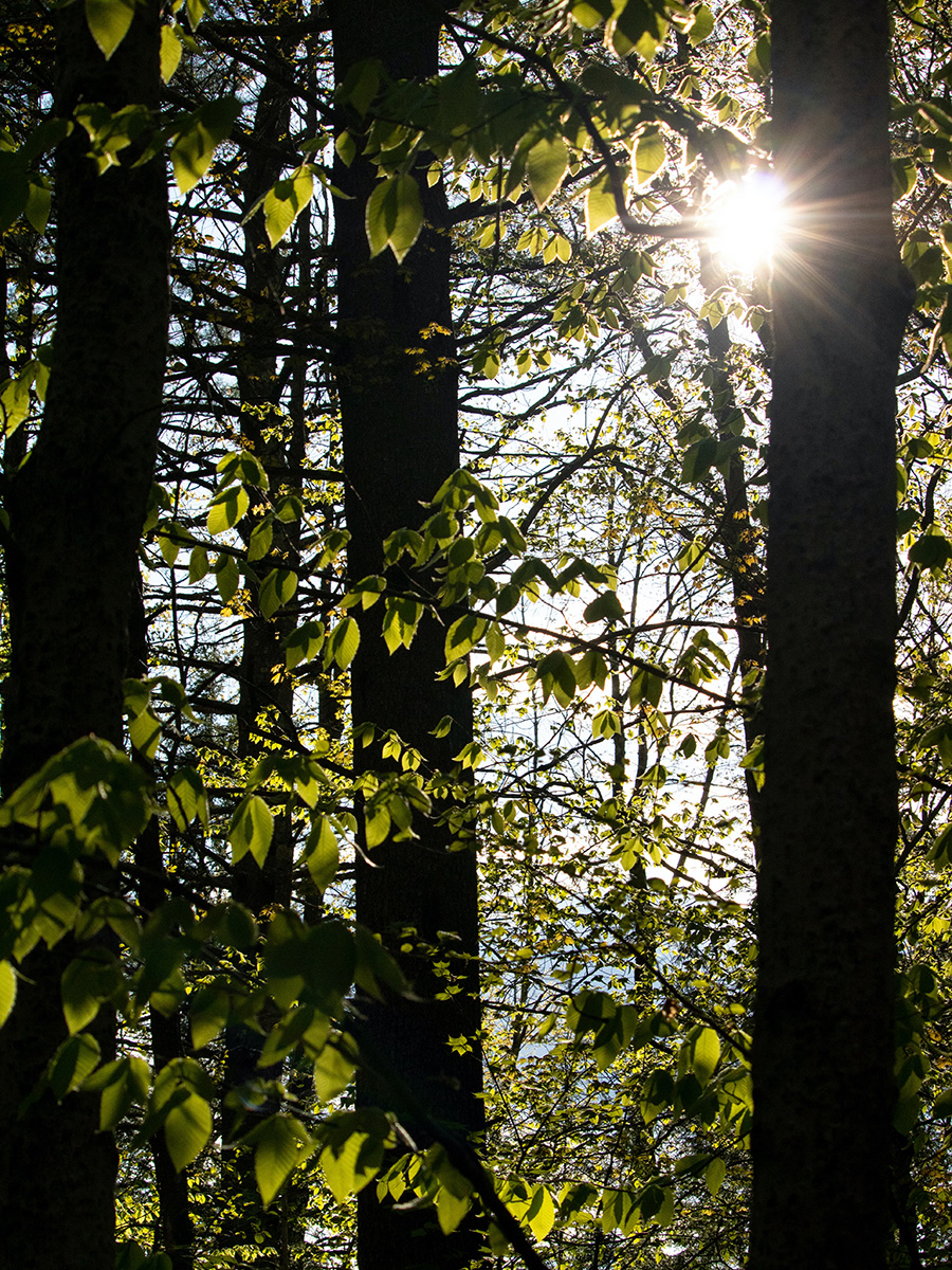 Tree and Shrub Program | Turf Manager