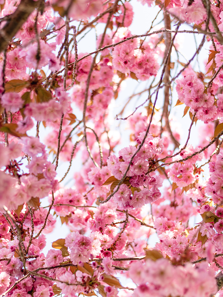 Tree and Shrub Program | Turf Manager