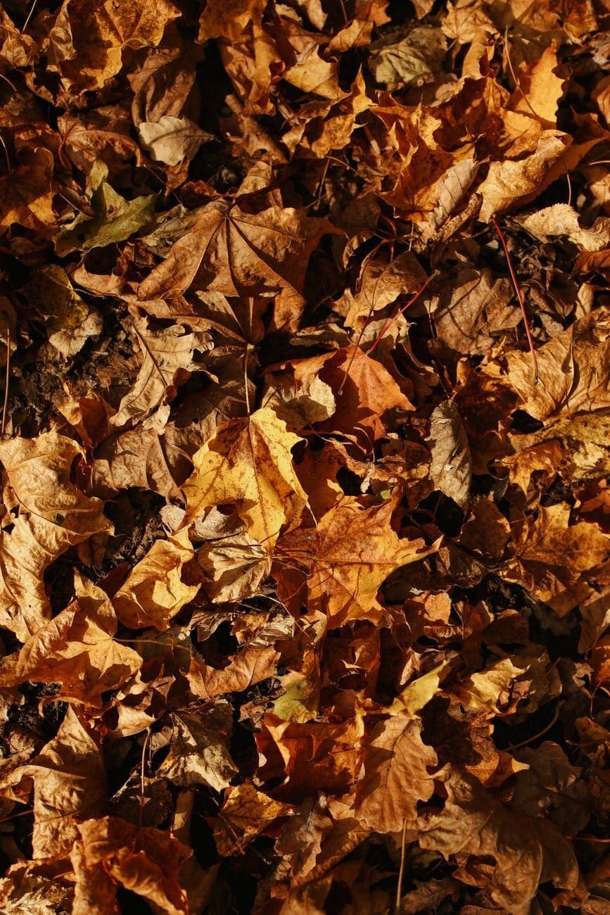 Recycling Leaves Has Many Benefits for Your Yard and the Environment