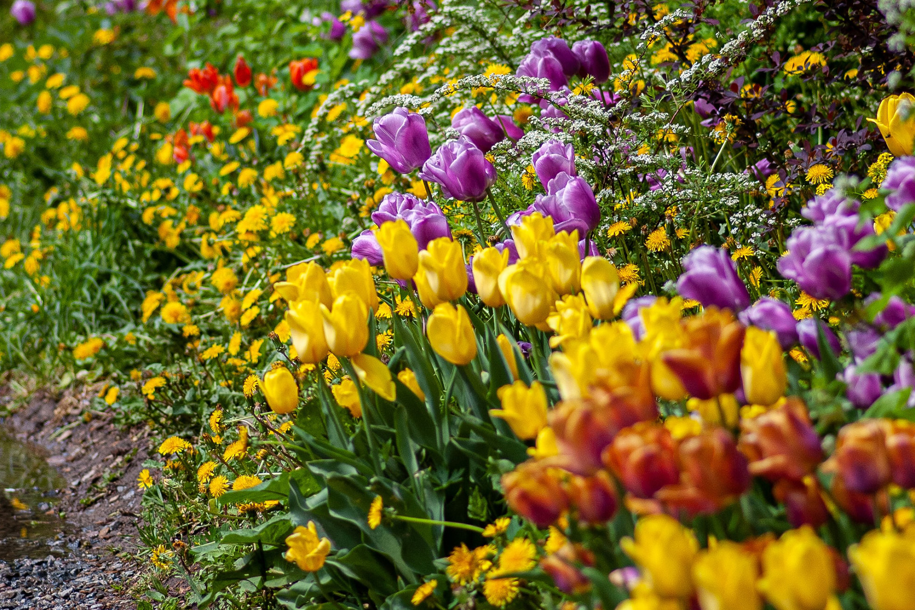 Best Spring Flowers: When to Plant in Tennessee - Nashville Landscapes
